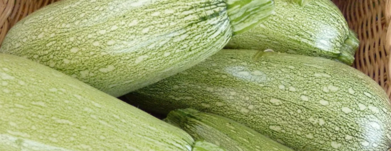 Grey Squash | GreenPoint