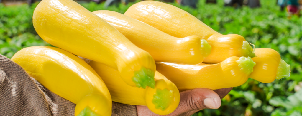 Yellow Squash | GreenPoint