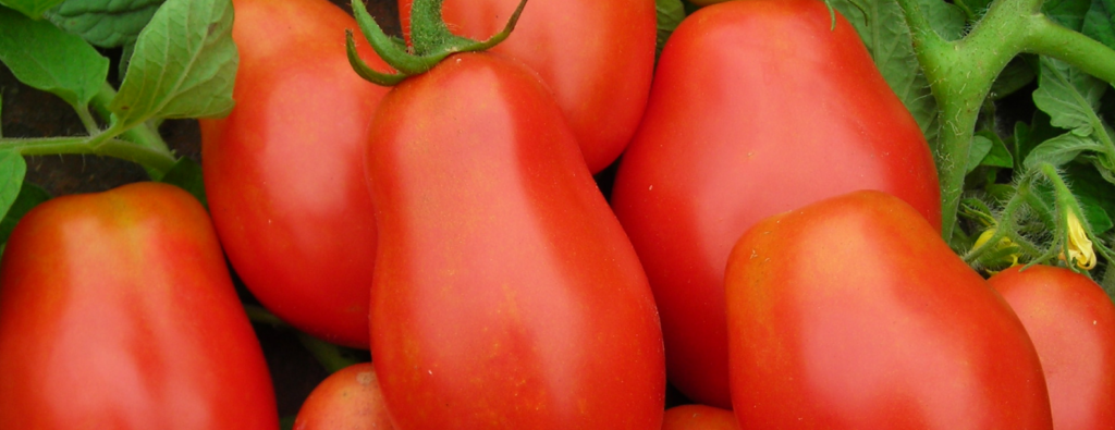 Roma Tomato | GreenPoint