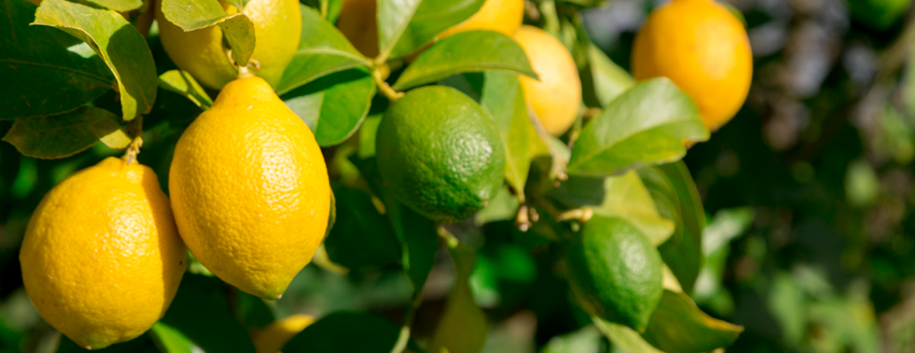 Citrus and delicious: Learn more about lemons! – GreenPoint