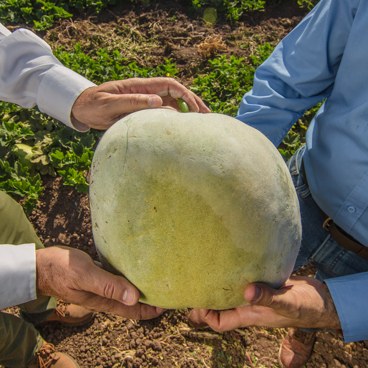 SQUASH, SIGNATURE PRODUCE FROM GREENPOINT – GreenPoint