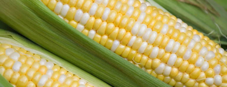 Bicolor Corn | GreenPoint