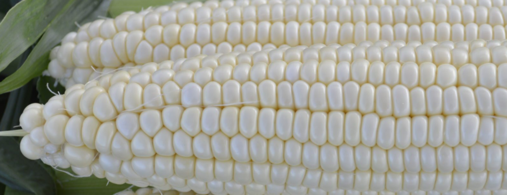 White Corn | GreenPoint